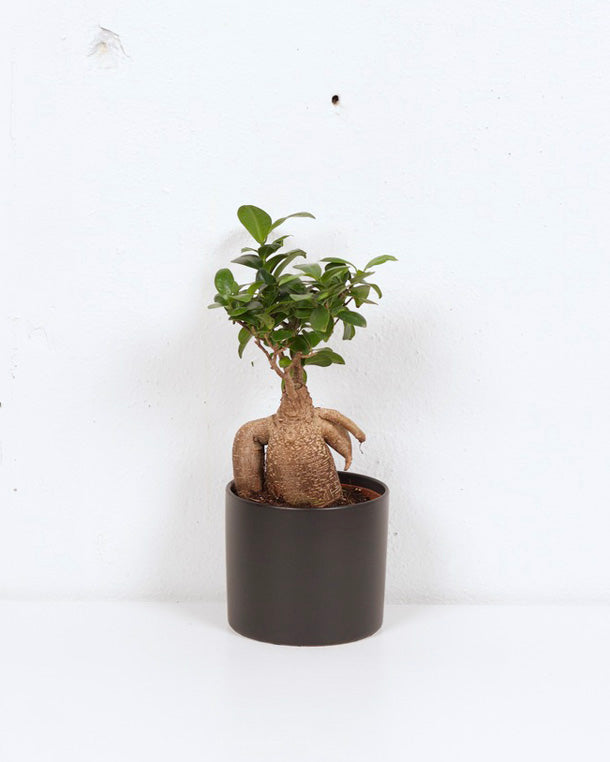 05" FICUS GINSENG BONSAI W POT BLACK – The Sunday Shop Calgary