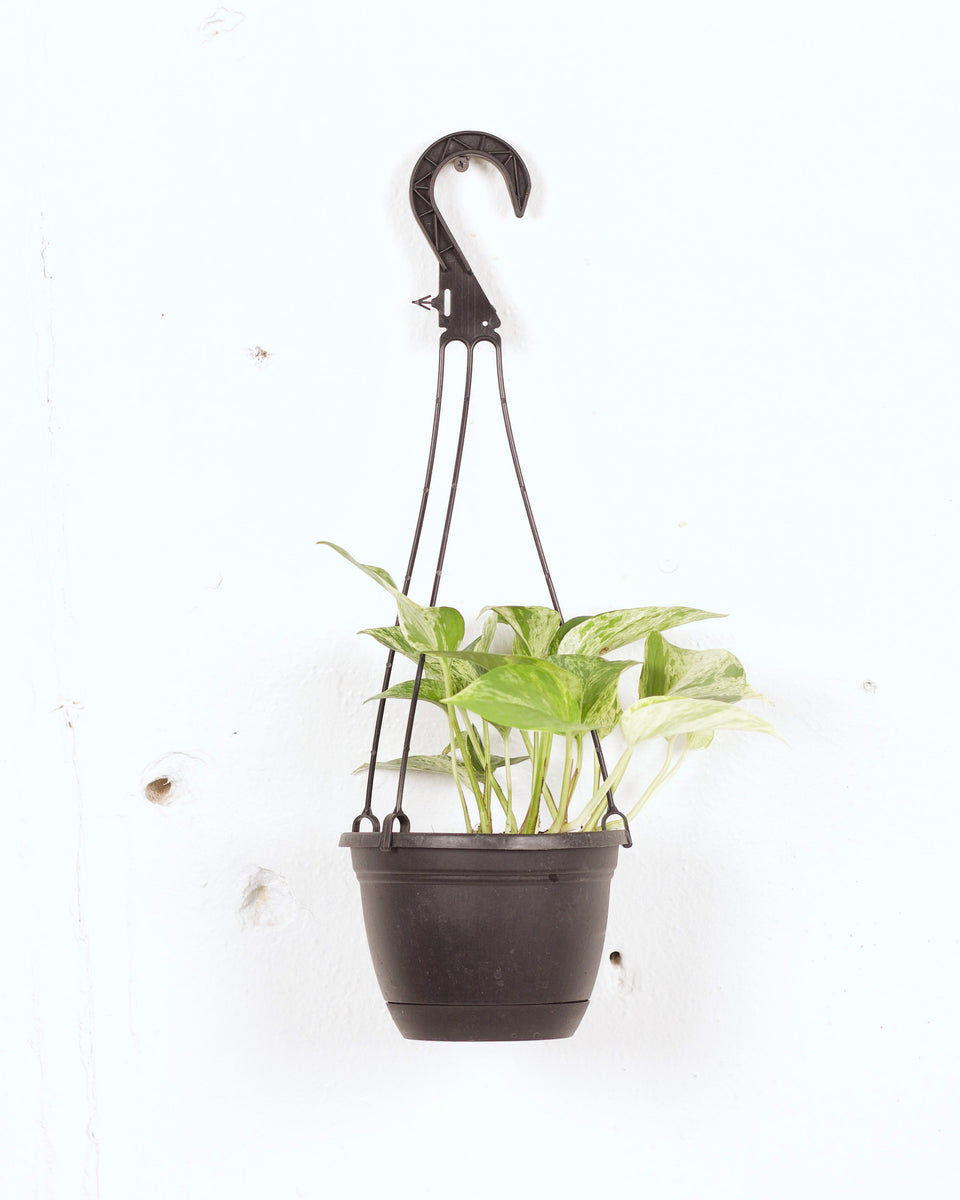 06" POTHOS MARBLE QUEEN HANGING BASKET – The Sunday Shop Calgary